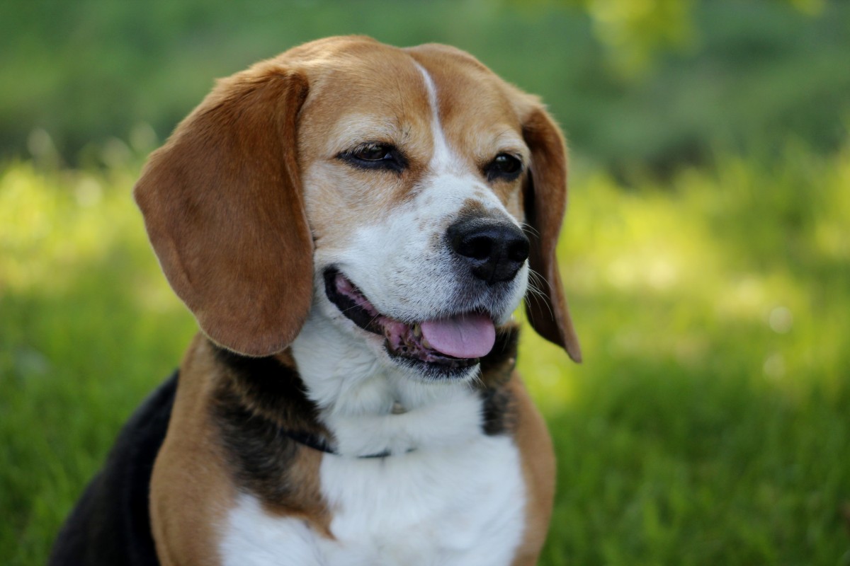 5 Fakta Anjing Beagle Jenis Hewan Kecil