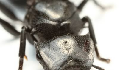 Extremely great weird looking insects - twenty ranking