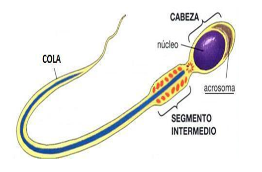 Dra. Luna Marina - APUN.MEDI: Espermatozoide (Gameto o Célula sexual ...