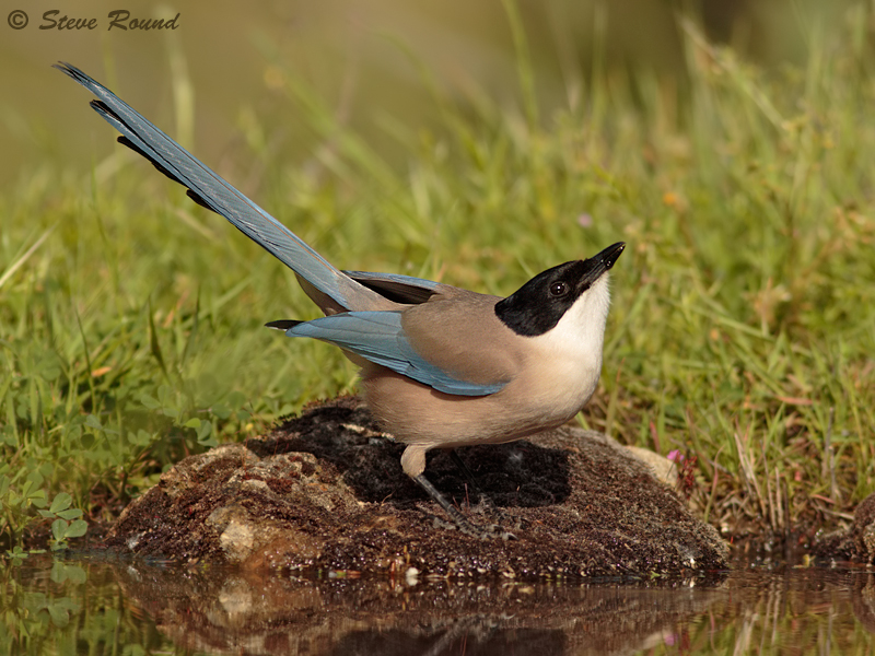 Steve Round Wildlife Photography: Azure-winged Magpies