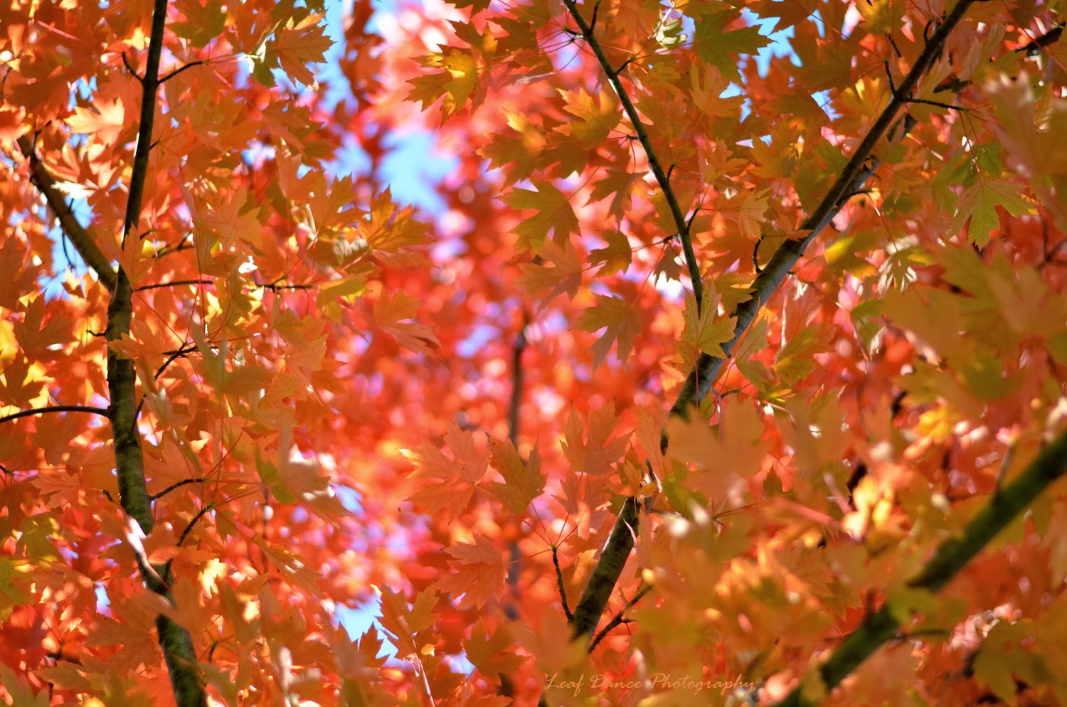 Leaf Dance Photography: Light and Shadow // Days of Autumn 7