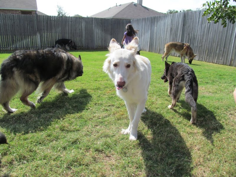Sparta ISSA Shiloh Shepherds