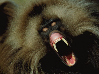 Perfect Amazing: 7 Sharp-Toothed Animal in The World