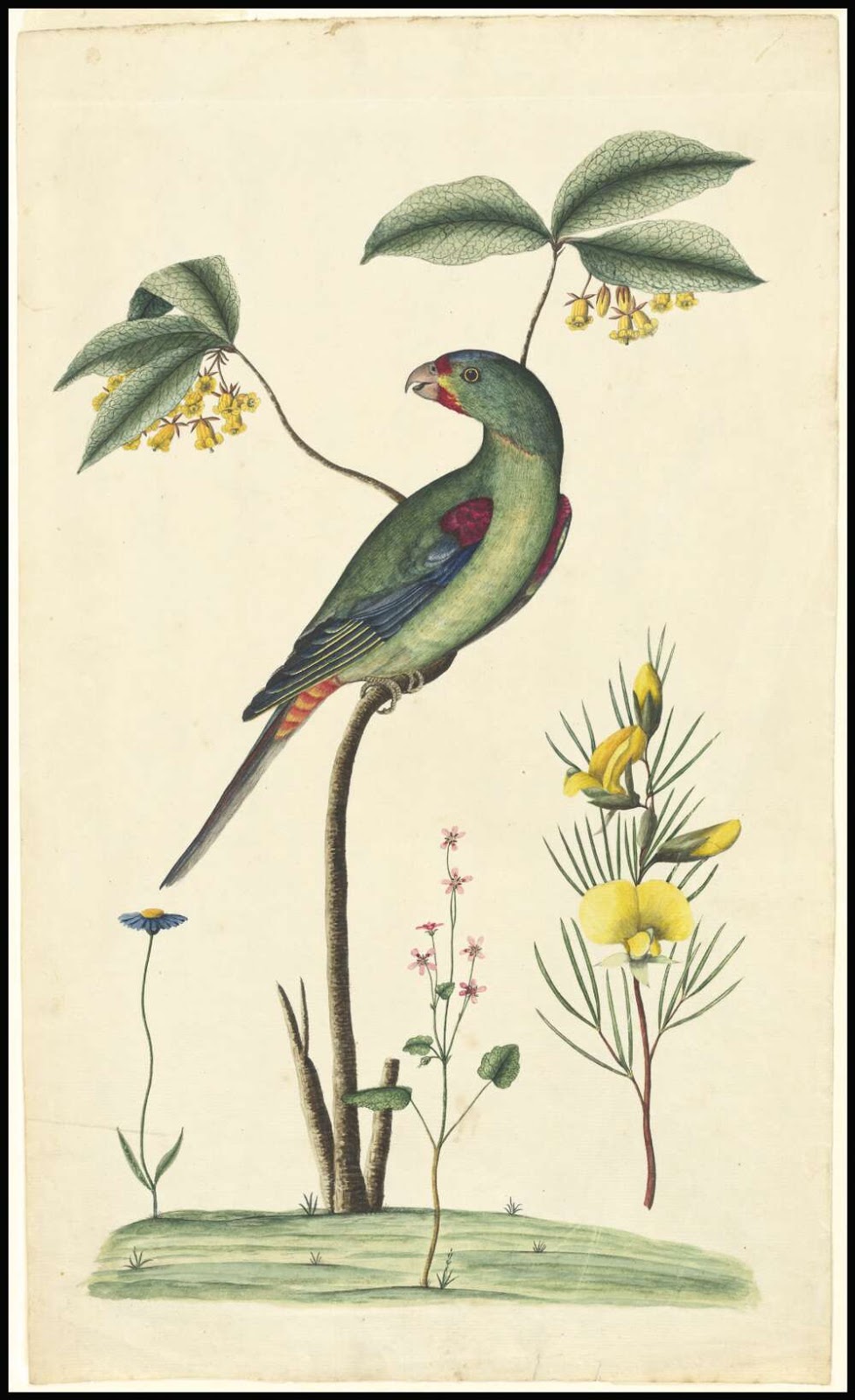 The Fastest Parrot in the World: April Bird of the Month