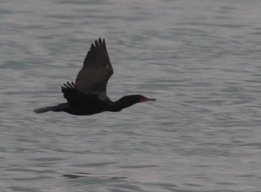 Michigan Exposures: A Cormorant Passes By