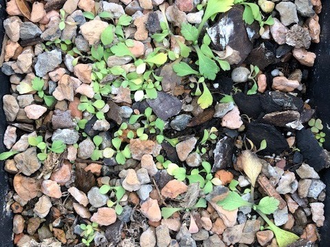 What's Blooming: Seed Stratification