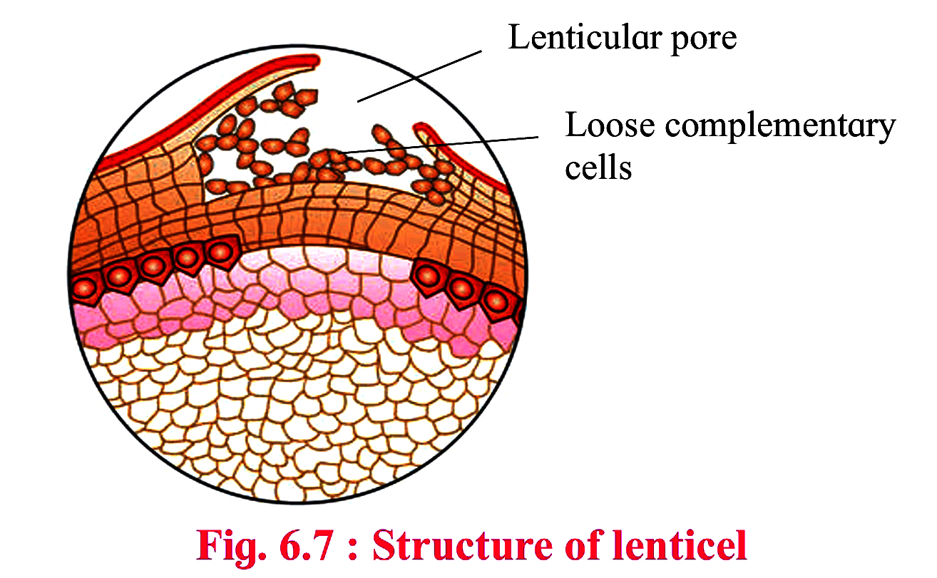 एक सर्वसमावेशक ब्लॉग