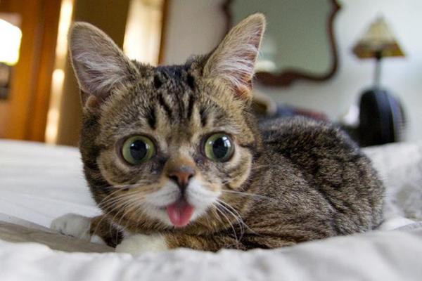 andPOP-goodcompanyapparel: Have You Met Bub The Cat?