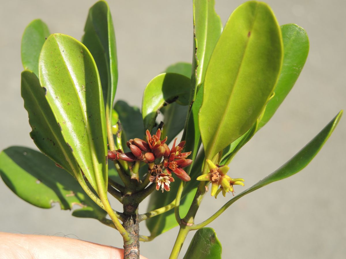 Queensland Coast: Australia's Spurred Mangroves (Ceriops sp.)