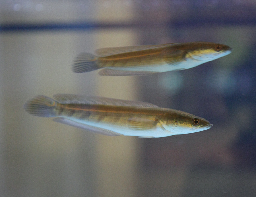 Toman Bunga Sungai Dusun Var Juvenile Fish