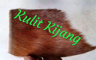 √ [KIDANG] Manfaat Kulit Kijang Di Gunakan Sebagai Jimat - BRAJANG BLOG