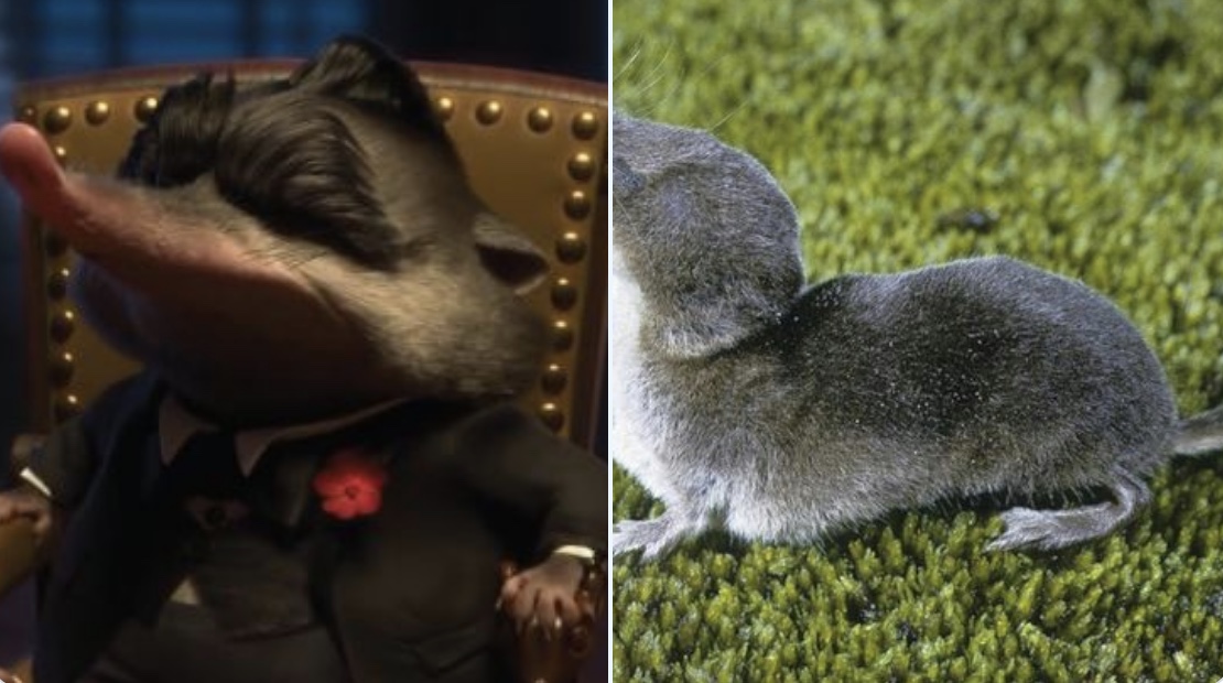 23 Jenis Spesies Haiwan Yang Ditonjolkan Sebagai Watak Filem Zootopia