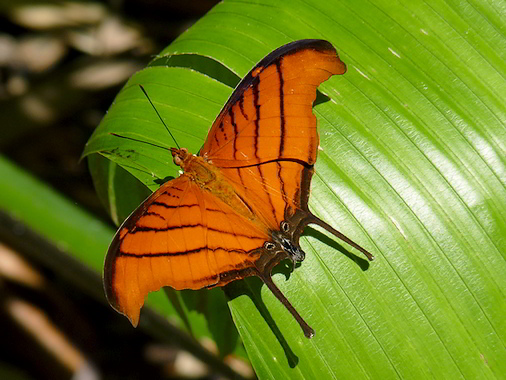 Ruddy Daggerwing ~ Butterfly of The Earth