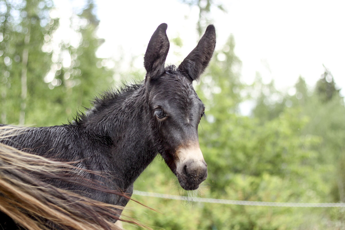 Muuliprojekti: Ovatko muulit sittenkään niin steriilejä, vai eikö ...