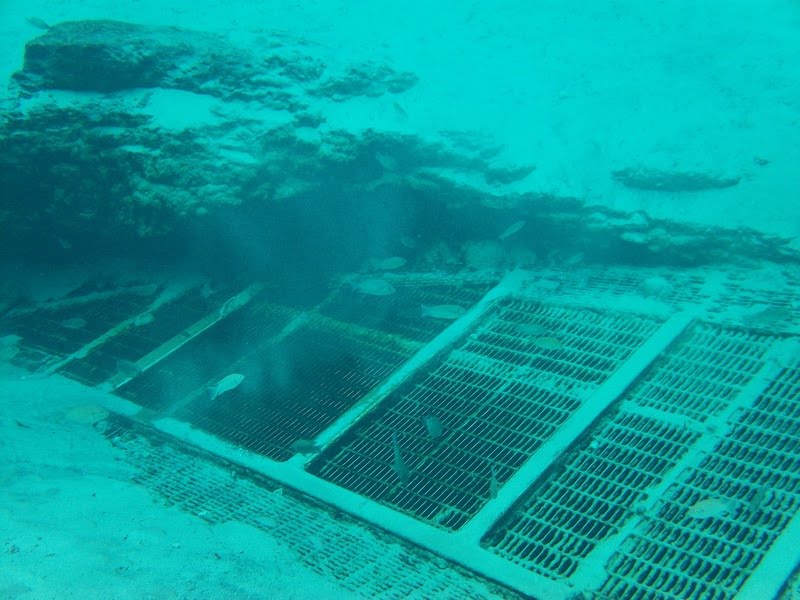 Til the Last Hemlock Dies: Lithia Springs