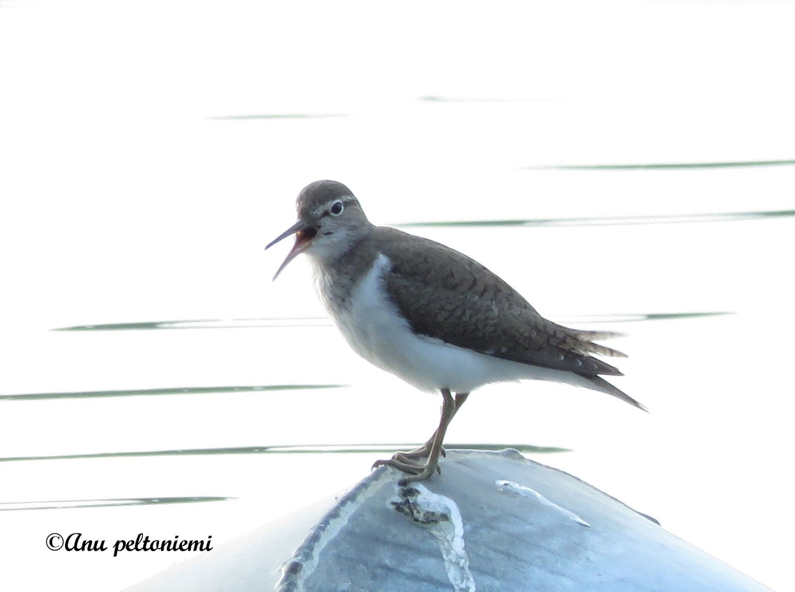 Lintuilua - Birding: 2019