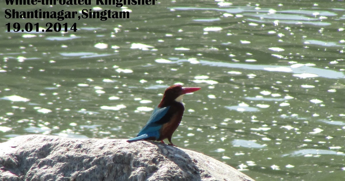 Proud to be a Sikkimese - Sikkim State: List of birds found in Sikkim