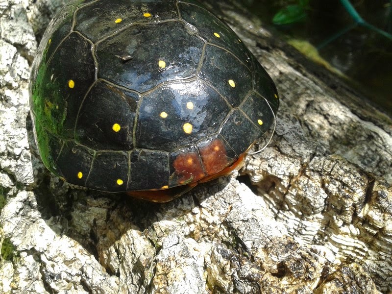 Clemmys guttata: la tortuga moteada