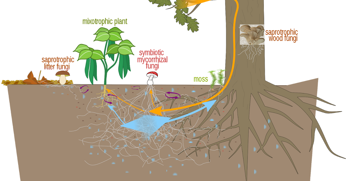 Map of the Week: The Wood Wide Web