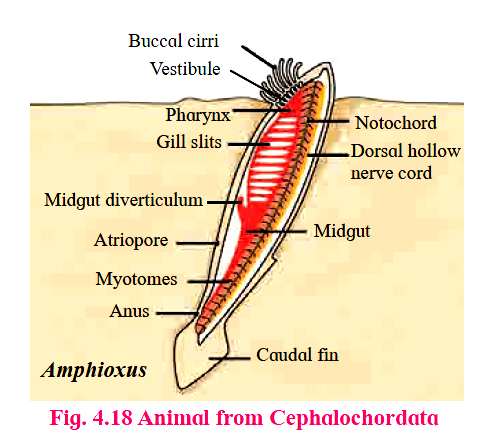 Cephalochordata Diagram