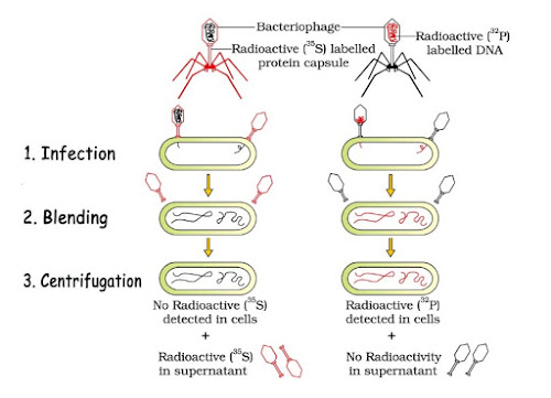 Molecular Basis of Inheritance - Notes | Class 12 | Part 2: The Search ...