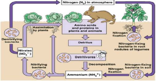 Materi Daur Biogeokimia dan Perubahan Ekosistem Mapel Biologi kelas 10 ...