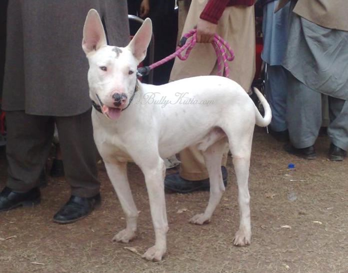 Molosos y Perros de Presa: Los bullydog vistos por un pakistaní: