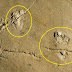 5.7 Million-year-old Human Footprints Fossil May Challenge History of ...
