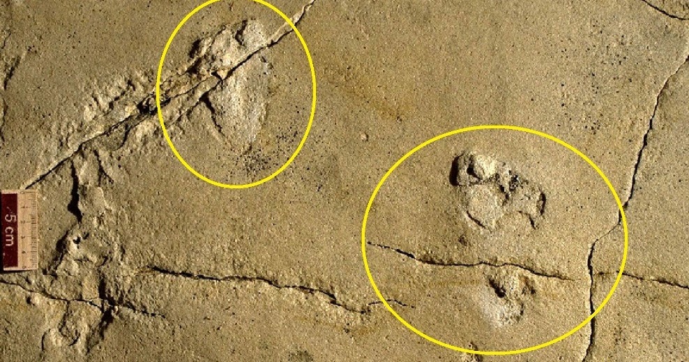 5.7 Million-year-old Human Footprints Fossil May Challenge History of ...