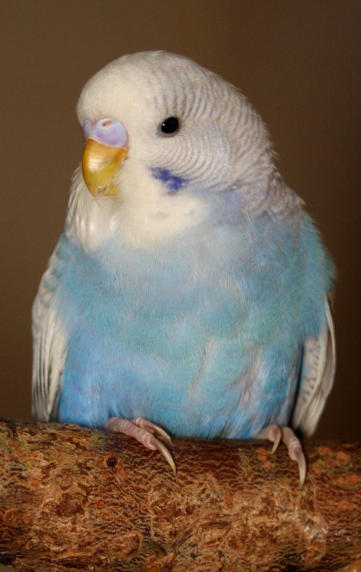 How to tell if your bird is overweight? - Pet Bird Care Us