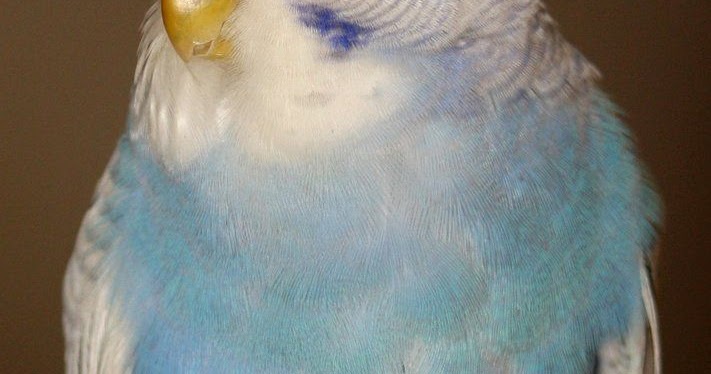 How to tell if your bird is overweight? - Pet Bird Care Us