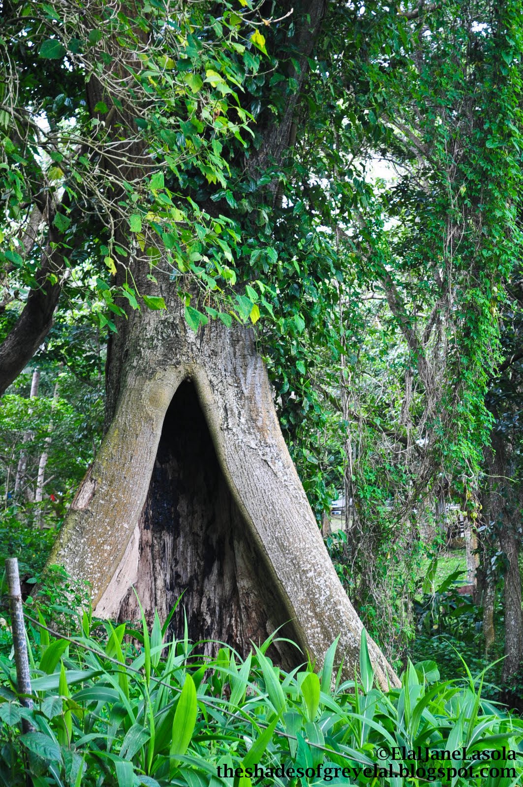 Elal Lasola Travel & Photography: Abrupt Tagaytay Trip