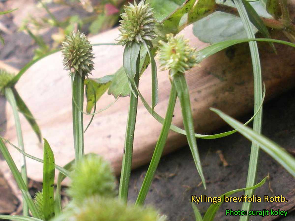 Medicinal Plants: Kyllinga brevifolia, katob, กกดอกขาว, Jukut pendul
