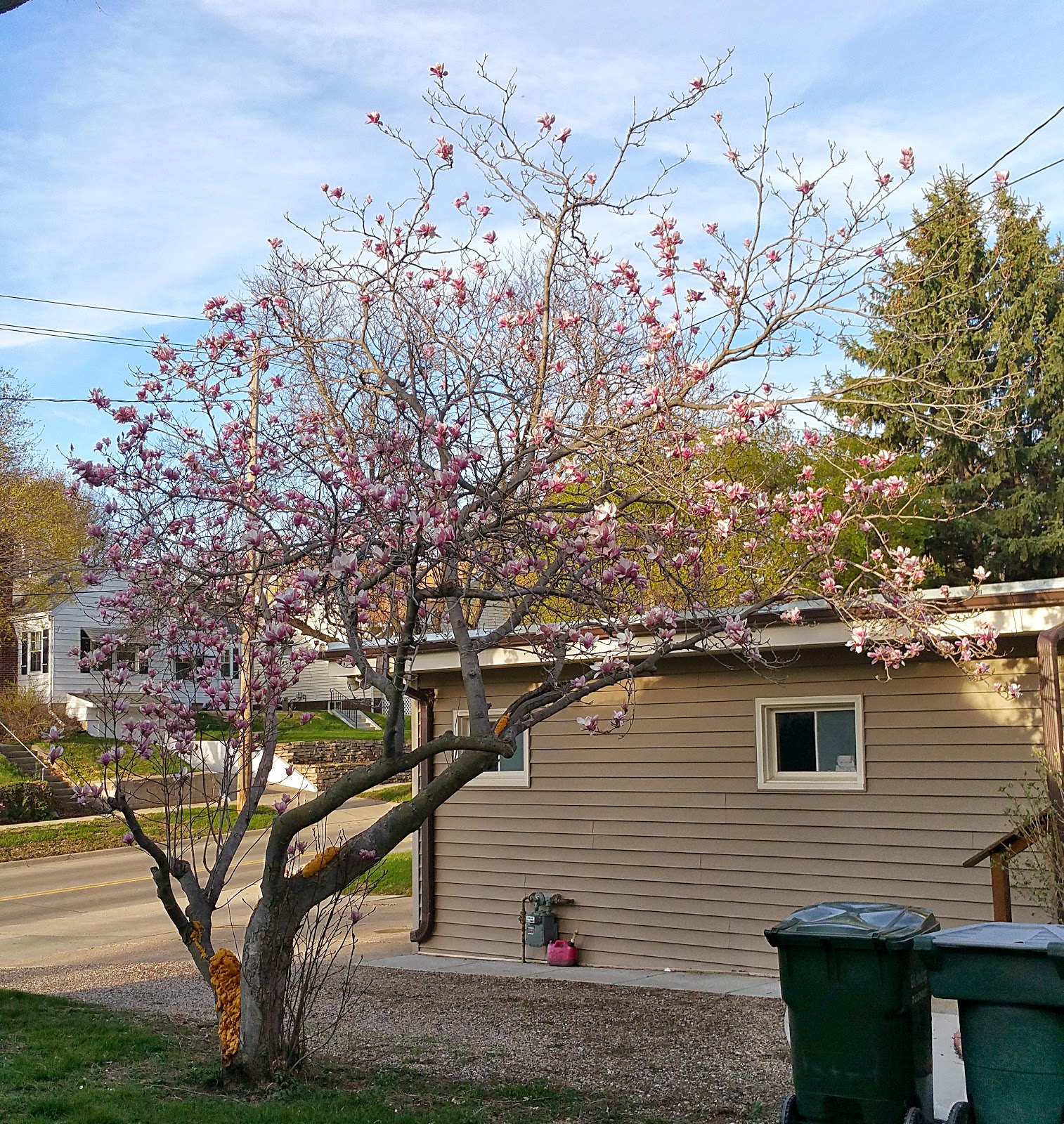 History and Culture by Bicycle: Magnolia Trees of Iowa: 36th Street in ...