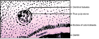 Dental Pulp- Morphology, Histology, Structure and Function