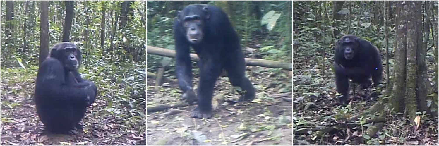 The CHIMP & SEE Blog: Chimp&See’s 3rd anniversary: Meet the neighbors ...