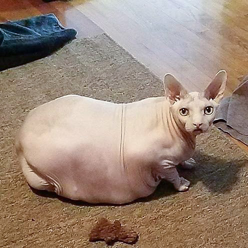 Cat Chit Chat: Catastrophically obese Sphynx cat
