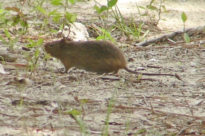 Bayou Lady: Marsh Rice Rat