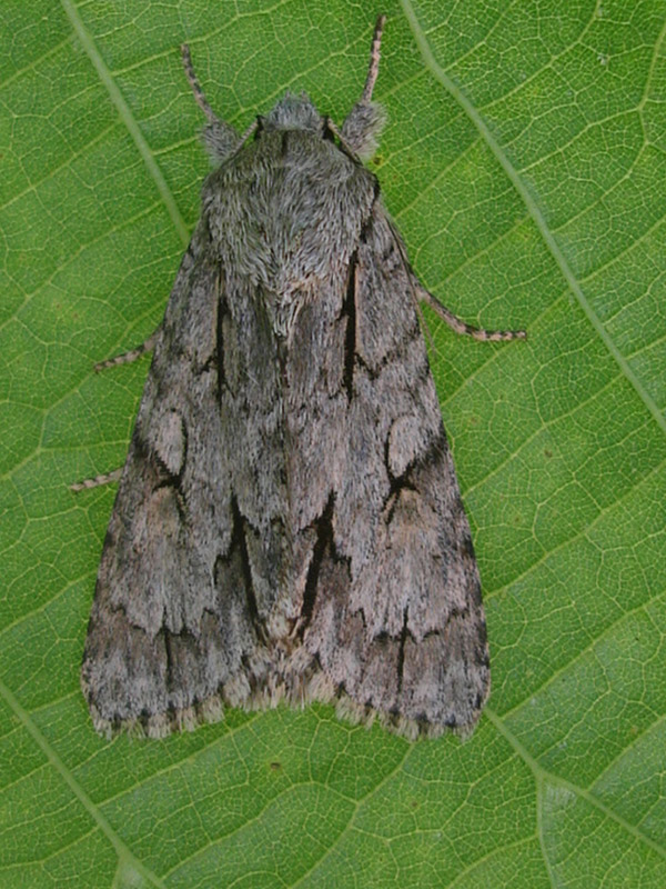 MERSEA WILDLIFE: MOSTLY MOTHS
