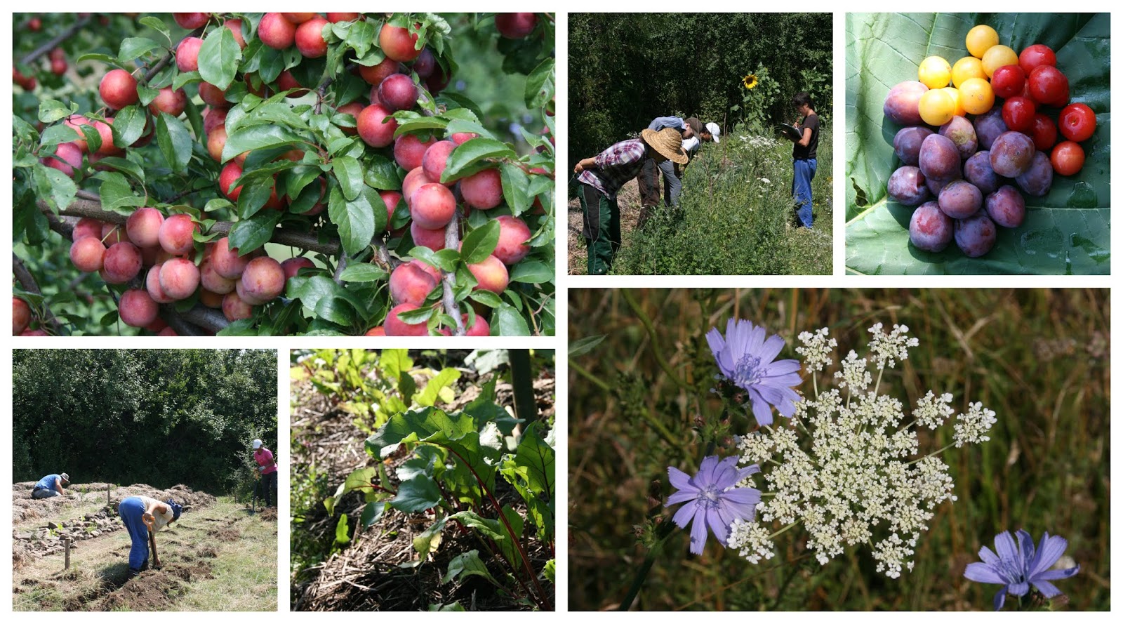 Balkan Ecology Project : Green Manure Trials, Building a Micro-Wetland ...