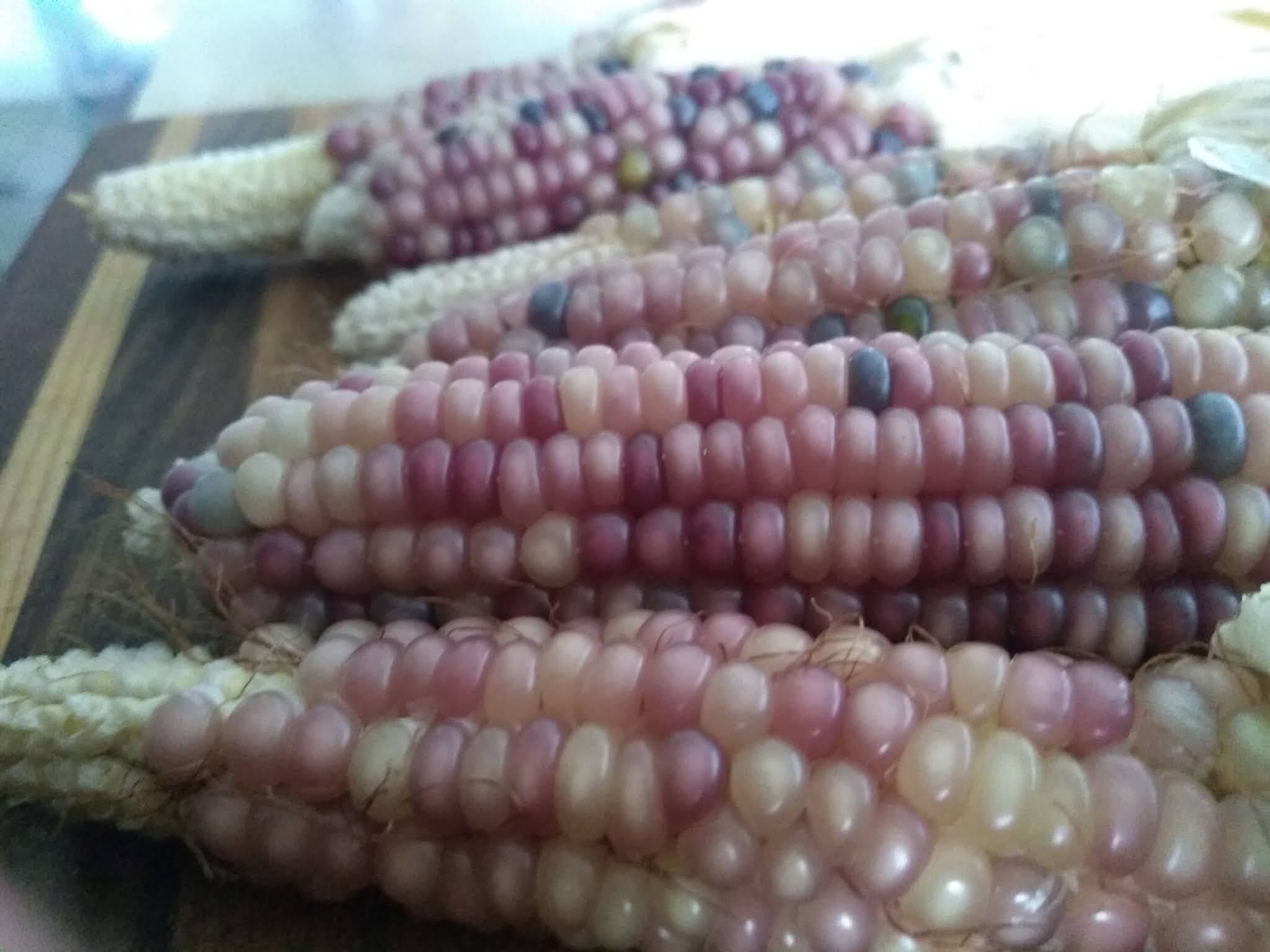 Mudflower: Pink Gem Corn