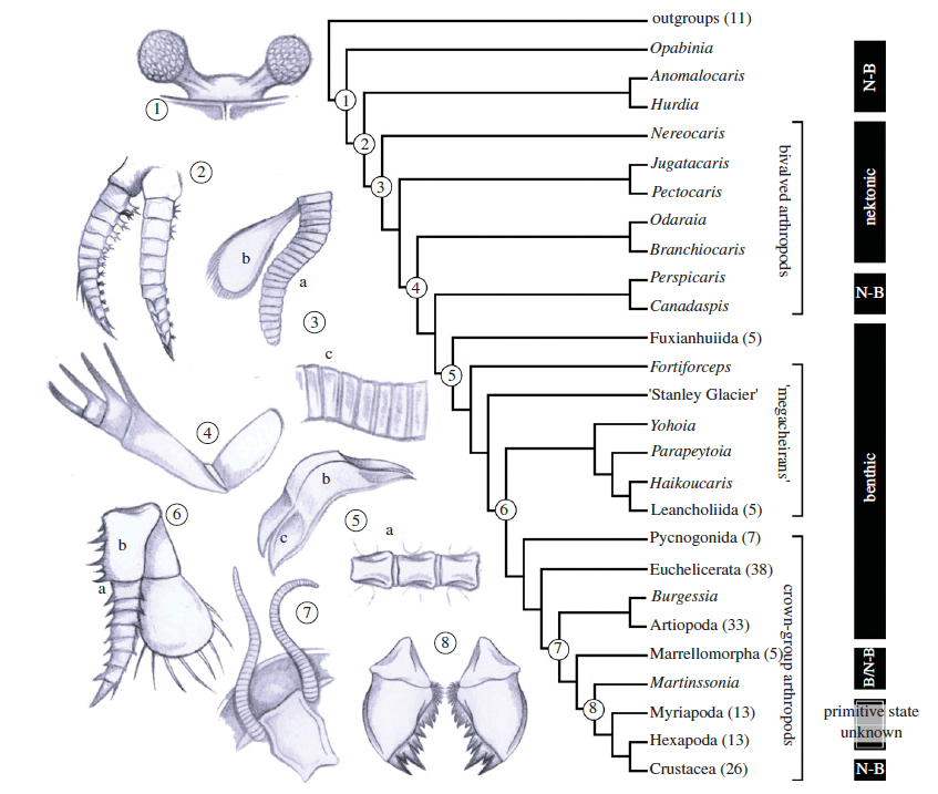 Sciency Thoughts: The first Arthropod?