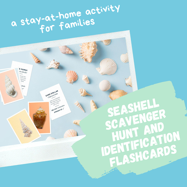 seashell scavenger hunt and identification flashcards: a stay-at-home ...