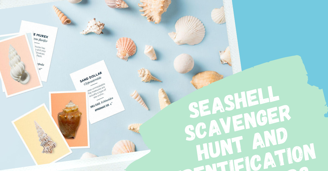 seashell scavenger hunt and identification flashcards: a stay-at-home ...