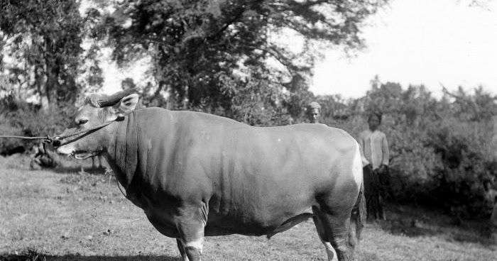 Pelestarian dan Pengembangan Sapi Bali - Mydokterhewan
