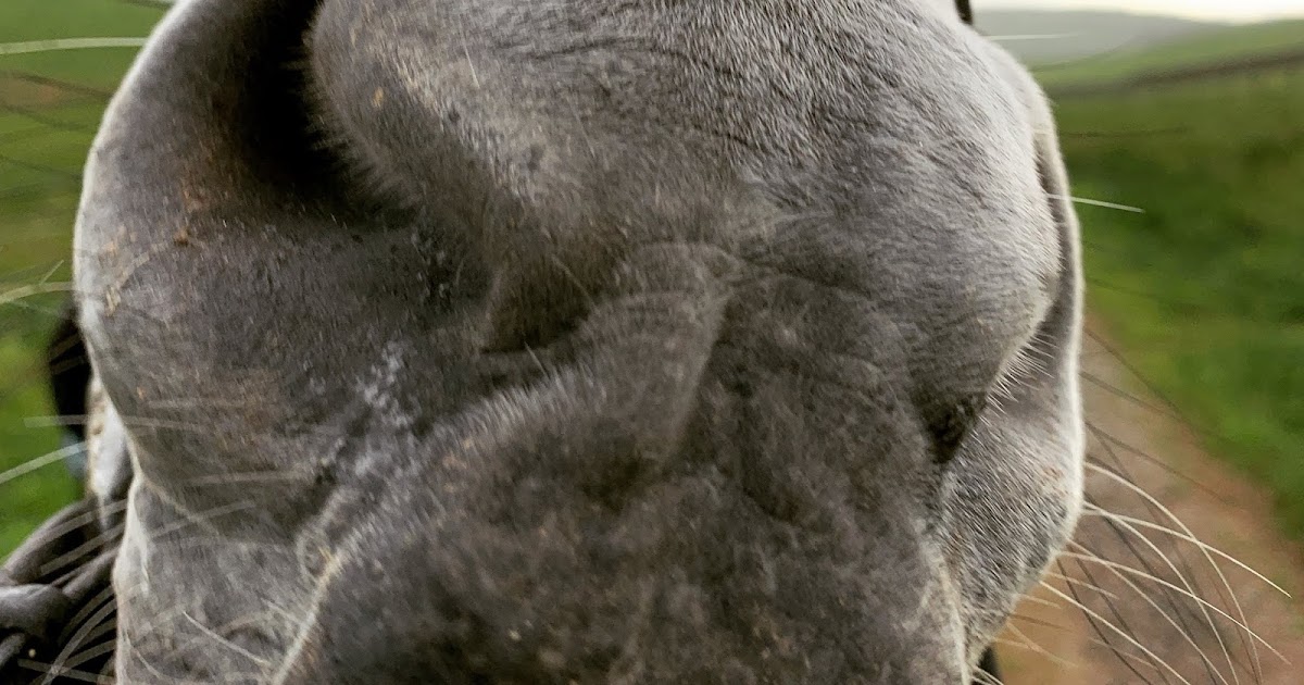 Chamfron Stud : I got the gremlin wet...