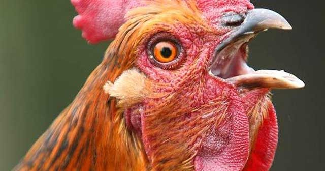 Nothing To Do With Arbroath: Cackling chickens credited with saving man ...