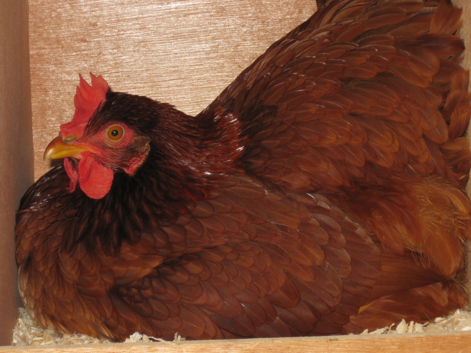 Elizabeth's Whimsies: Old Chickens...