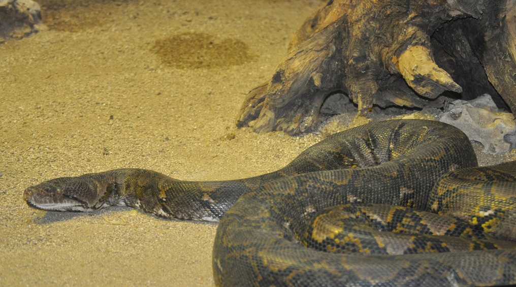 ZOOTOGRAFIANDO (MI COLECCIÓN DE FOTOS DE ANIMALES): PITÓN RETICULADA ...