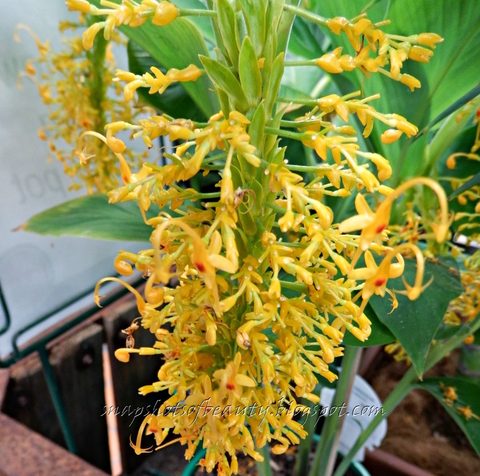 Snapshots of Beauty: A BOUT OF GINGER-VITIS.....